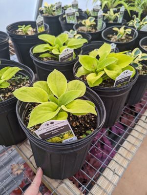 THE HOSTA STOP - Updated July 2025 - 11 Photos - 1011 WI-54 W, Plover ...