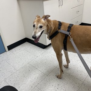 HIGH DESERT ANIMAL CARE HOSPITAL - 39 Photos & 167 Reviews - 3243 E ...