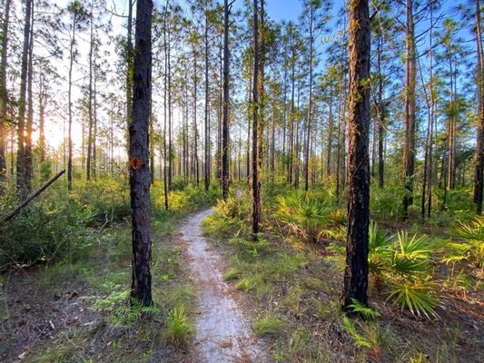 THE LONGLEAF PINE GREENWAY TRAIL - Updated October 2025 - 25 Photos ...