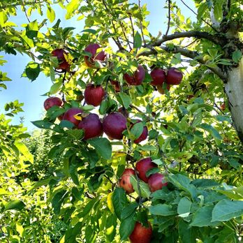 MASKER ORCHARDS - Updated December 2025 - 393 Photos & 236 Reviews - 45 ...