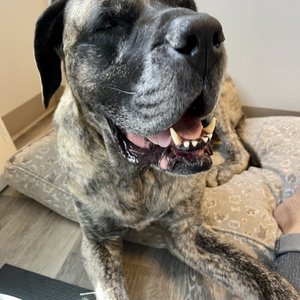 NEURO VET - Updated January 2026 - 30 Photos - 425 Gregory Ln, Pleasant ...