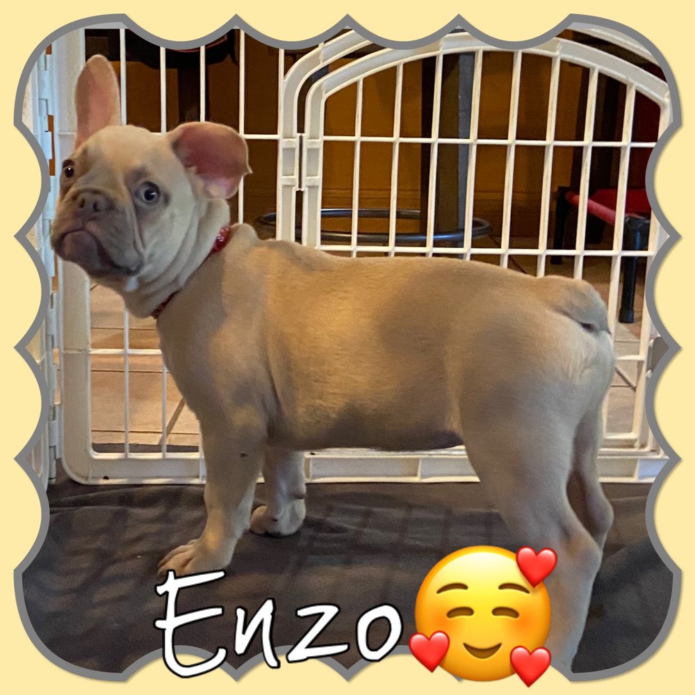 SPRINGS FRENCHIES - Miami, Florida - Pet Breeders - Phone Number - Yelp