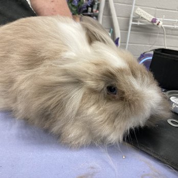 THE SPLOOTING RABBIT MOBILE GROOMING - Updated April 2024 - 50 Photos ...