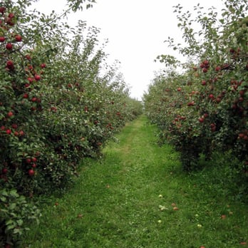 COUNTRY APPLE ORCHARD - Updated October 2025 - 130 Photos - 27249 Sd ...