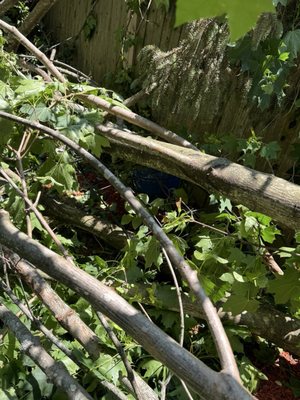 STANLEY TREE SERVICE - Updated October 2025 - 16 Photos & 59 Reviews ...