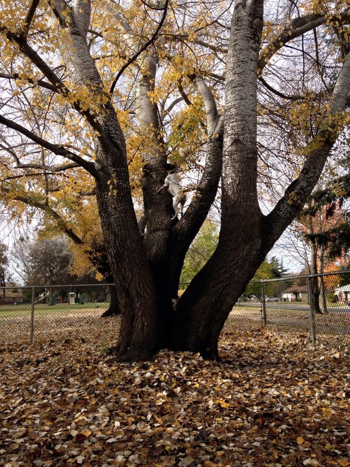 SAM COMBS PARK - Updated October 2025 - 19 Photos & 13 Reviews - 205 ...