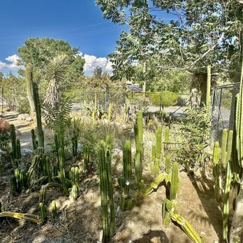 CACTUS MART - Updated July 2025 - 367 Photos & 166 Reviews - 49889 29 ...