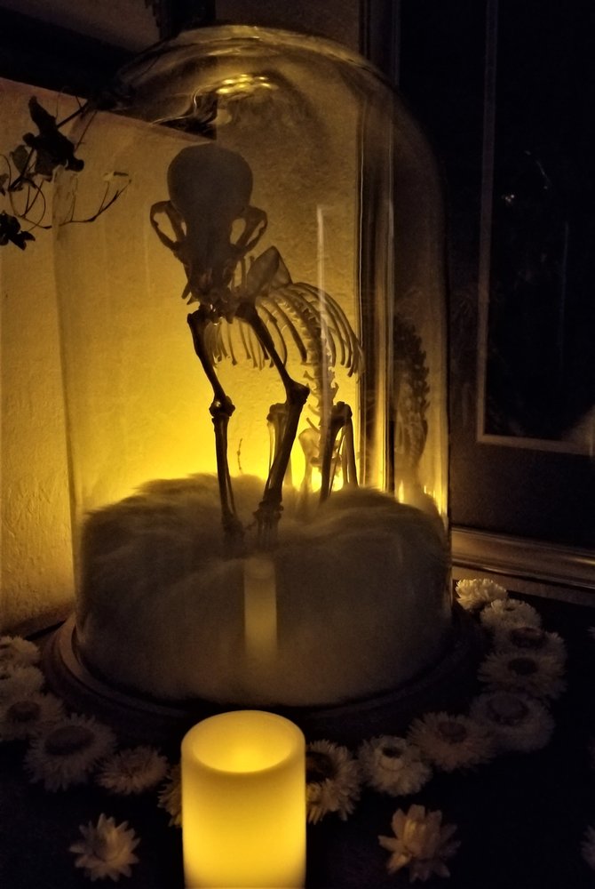 PRECIOUS CREATURE TAXIDERMY AND PET AFTERCARE - Updated February 2025 ...