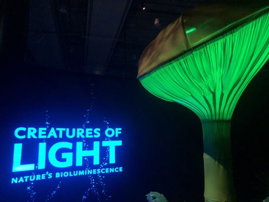 BIOLUMINESCENCE EXHIBITION AT FROST SCIENCE MUSEUM - Updated January ...