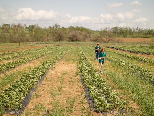 STEPPING STONE FARM - Updated November 2025 - 19 Photos - 1674 ...
