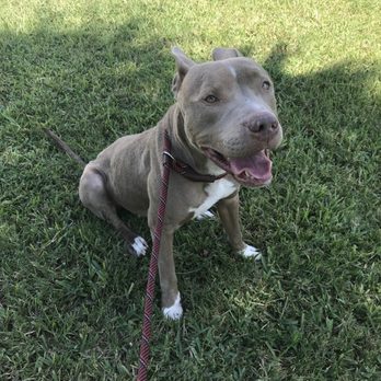 BREVARD COUNTY ANIMAL SERVICES AND ENFORCEMENT - Updated December 2025 ...