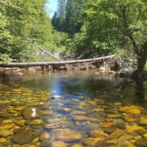 PIPI CAMPGROUND - 120 Photos & 42 Reviews - Pioneer, California ...