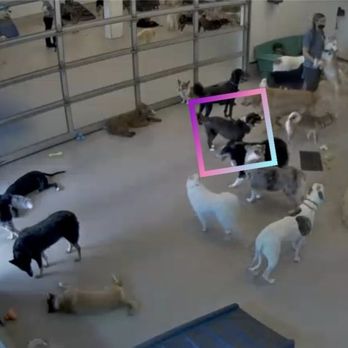 OLDE TOWNE PET RESORT - Updated October 2025 - 131 Photos & 214 Reviews ...