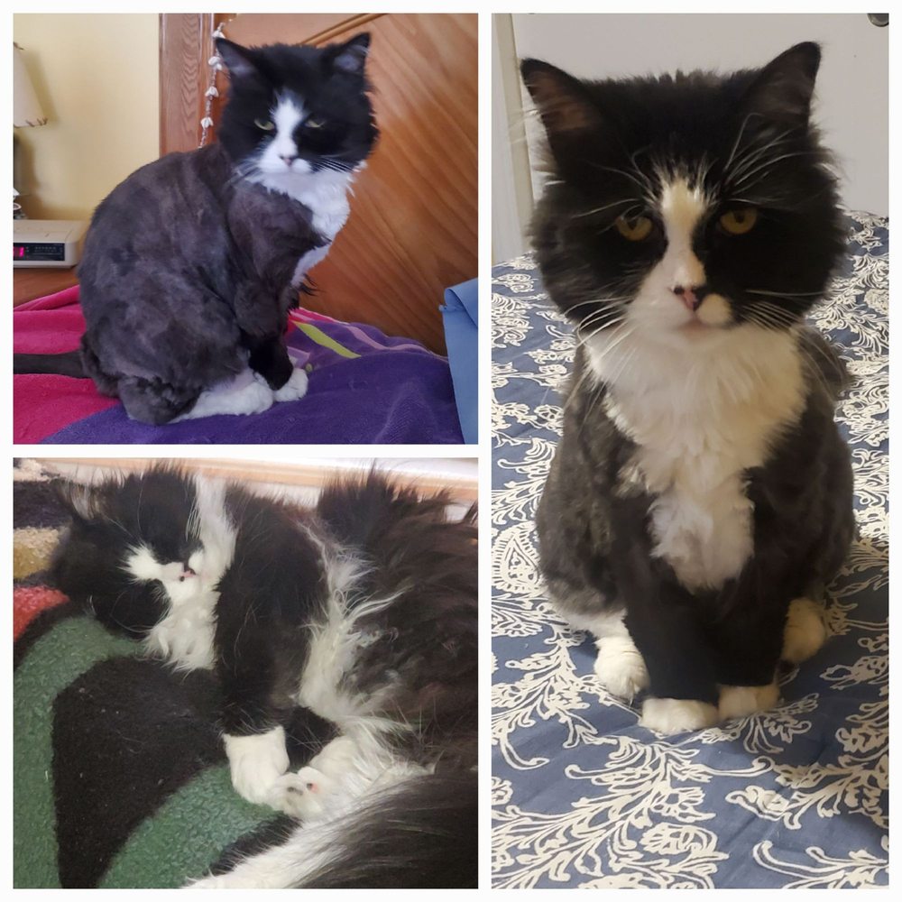 GROOMING TAILS - Updated January 2026 - 518A Broadway, Massapequa, New ...