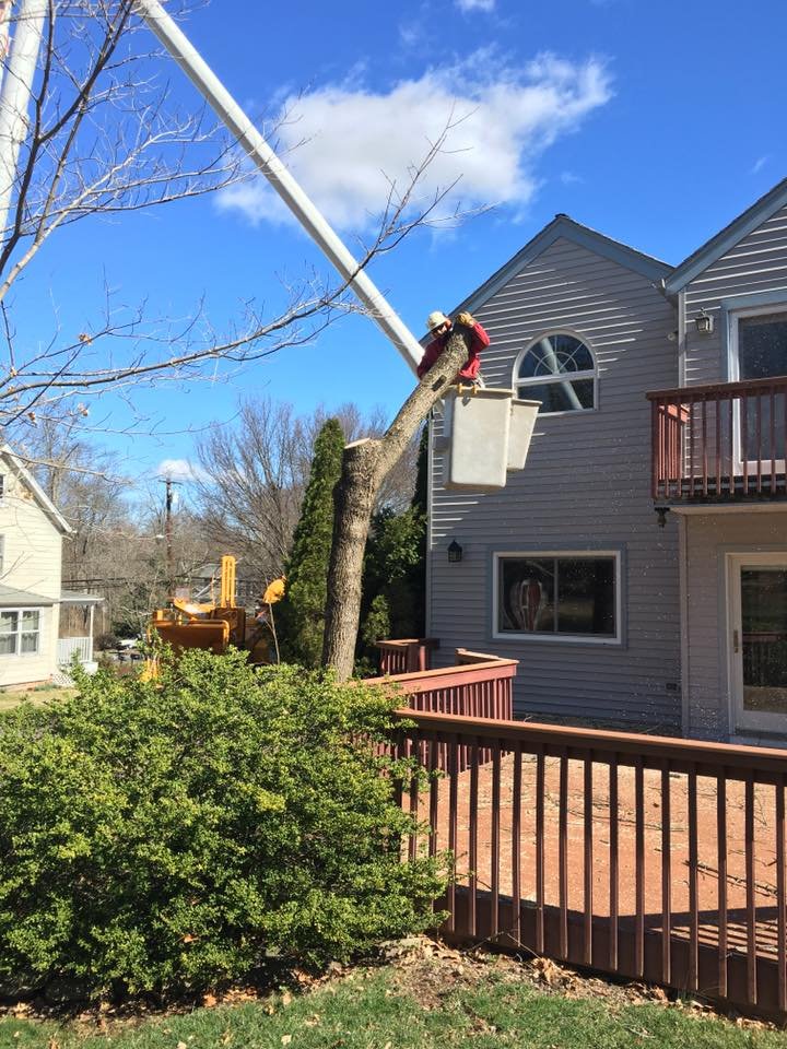 ARBOR RELEAF TREE EXPERT - Updated August 2024 - 103 Baldwin Ct, Bernd ...