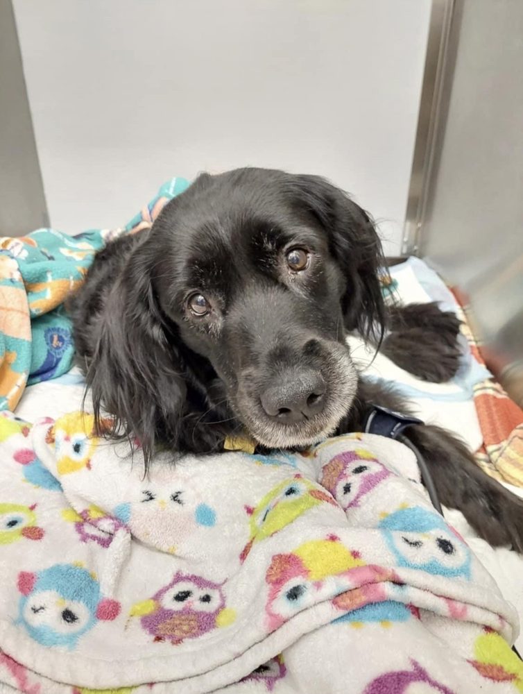 OREV SPECIALTY VET CARE - Updated January 2026 - 52 Photos & 54 Reviews ...