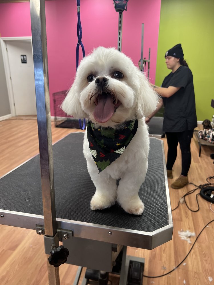 STICKY PAWS GROOMING - 24 Selden St, Woodbridge, Connecticut - Pet ...