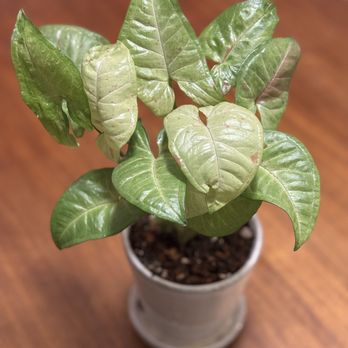 ALDEN LANE NURSERY - Updated September 2025 - 421 Photos & 230 Reviews ...