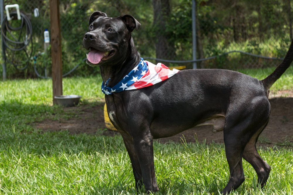 HERNANDO COUNTY ANIMAL SERVICES - Updated November 2025 - 19450 Oliver ...