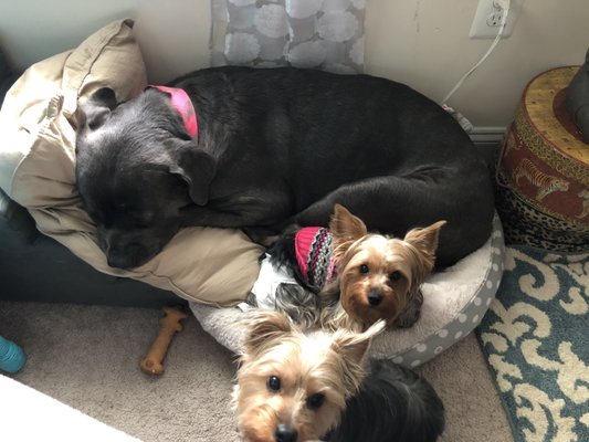 AL LYNN ANIMAL HOSPITAL, Temple Hills, Maryland - 6904 Allentown Rd ...