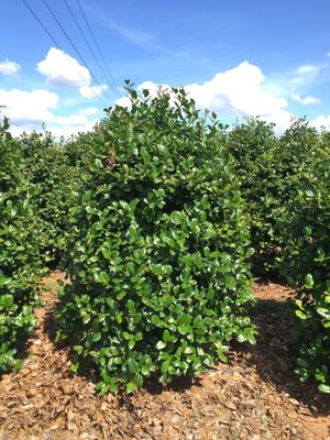 IKTHUS TREE FARMS - Updated March 2025 - 14 Photos - Palmetto, Georgia ...