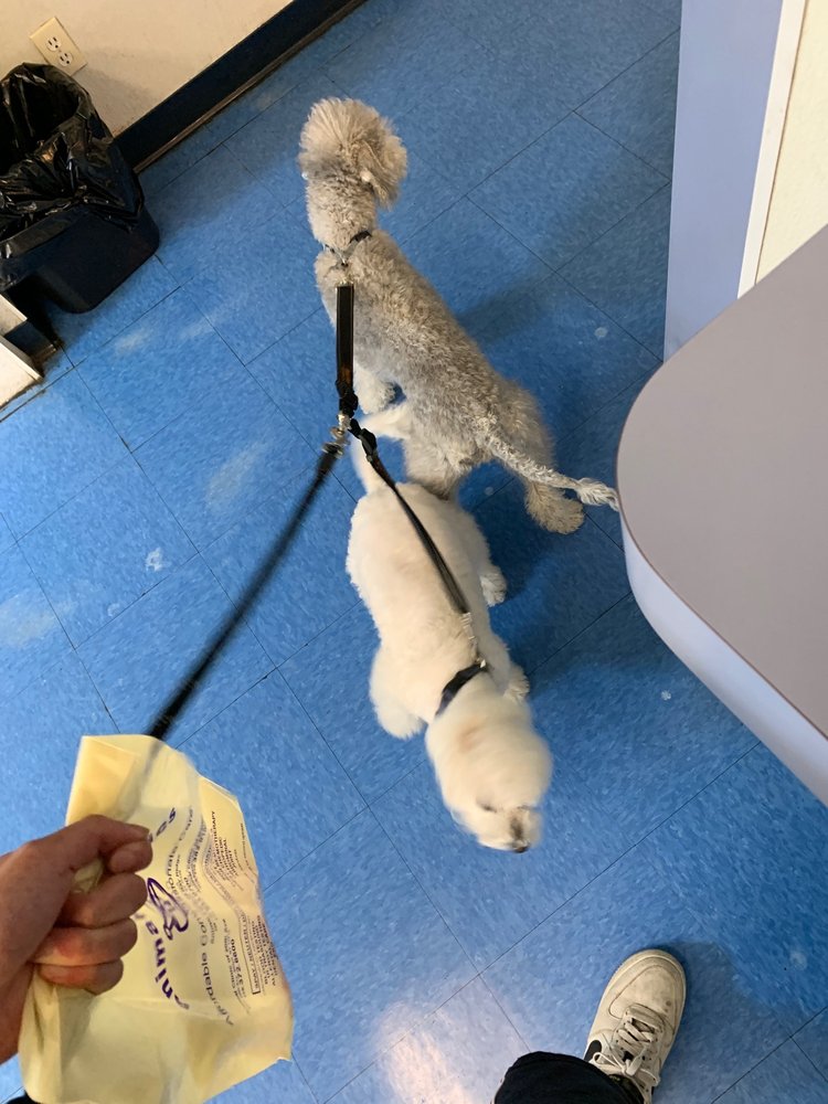 ANIMAL CLINIC OF BAY RIDGE - Updated April 2025 - 44 Photos & 109 ...