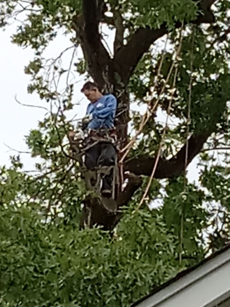 TREE & LAWN SERVICES BY MOISES - Updated December 2025 - East Islip ...