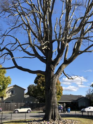 PRECISION TREE CARE - Updated May 2026 - 46 Photos & 174 Reviews ...