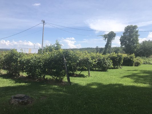 HUMMINGBIRD HILLS WINERY - 14 Photos - 1442 Burtonville Rd, Fultonville ...