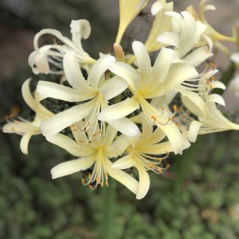 JC RAULSTON ARBORETUM - Updated May 2024 - 584 Photos & 105 Reviews ...