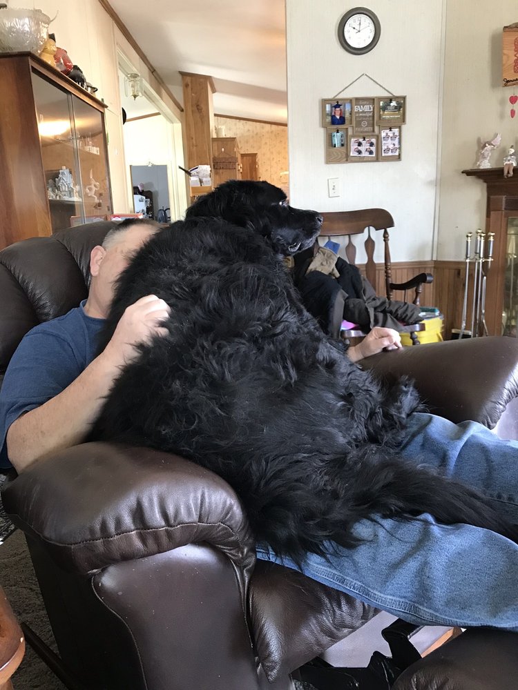 AFFORDABLE PET GROOMING - Updated December 2025 - 2641 1/2 S 6th St ...