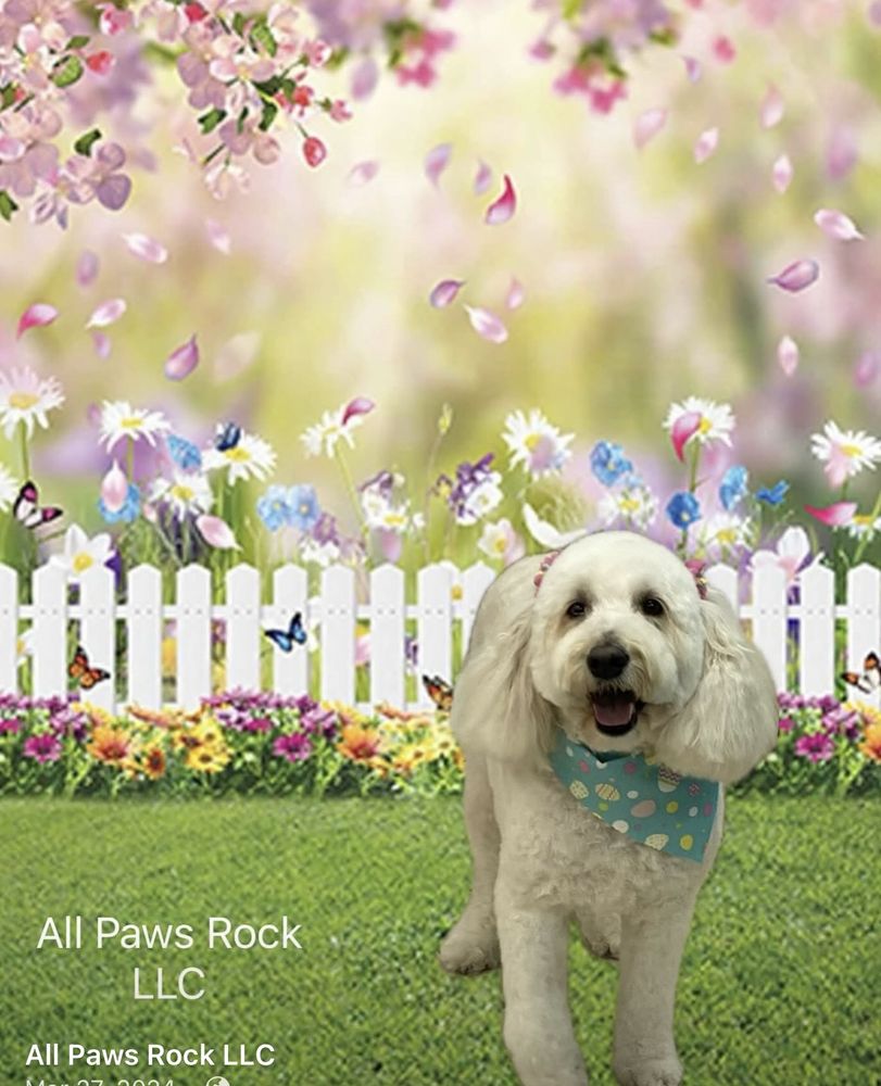 ALL PAWS ROCK - Updated November 2025 - 29 Photos - 907 Marlton Pike ...