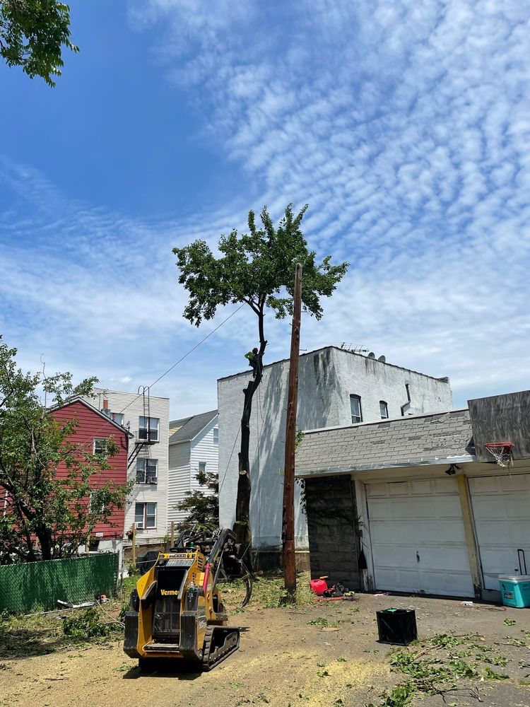 GIRON’S TREE SERVICE - Updated October 2025 - 109 Photos & 26 Reviews ...