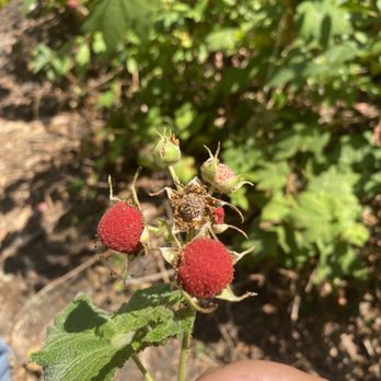 BURLEIGH H MURRAY RANCH - Updated October 2025 - 79 Photos - San Mateo ...