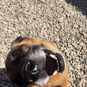 ADVENTURE DOGS, INC. - Updated September 2024 - 79 Orchard Rd ...