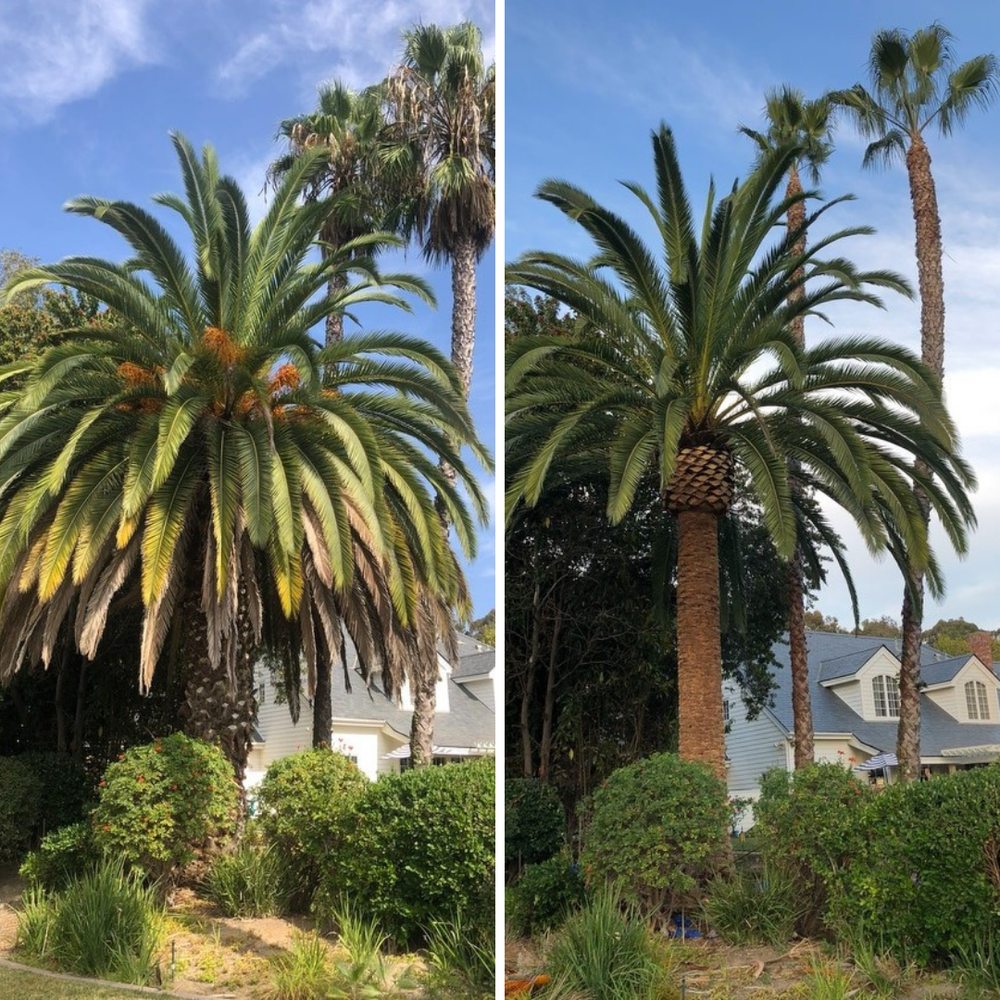 RAMOS TREE SERVICE - Updated July 2025 - Request a Quote - Spring Valley, California - Tree ...