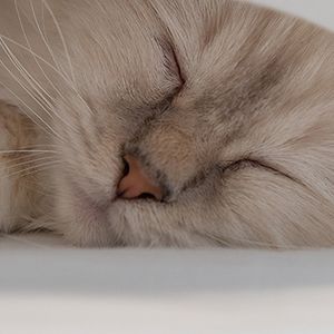 BLUEPEARL PET HOSPITAL - 18 Photos & 37 Reviews - Veterinarians - 4706 ...