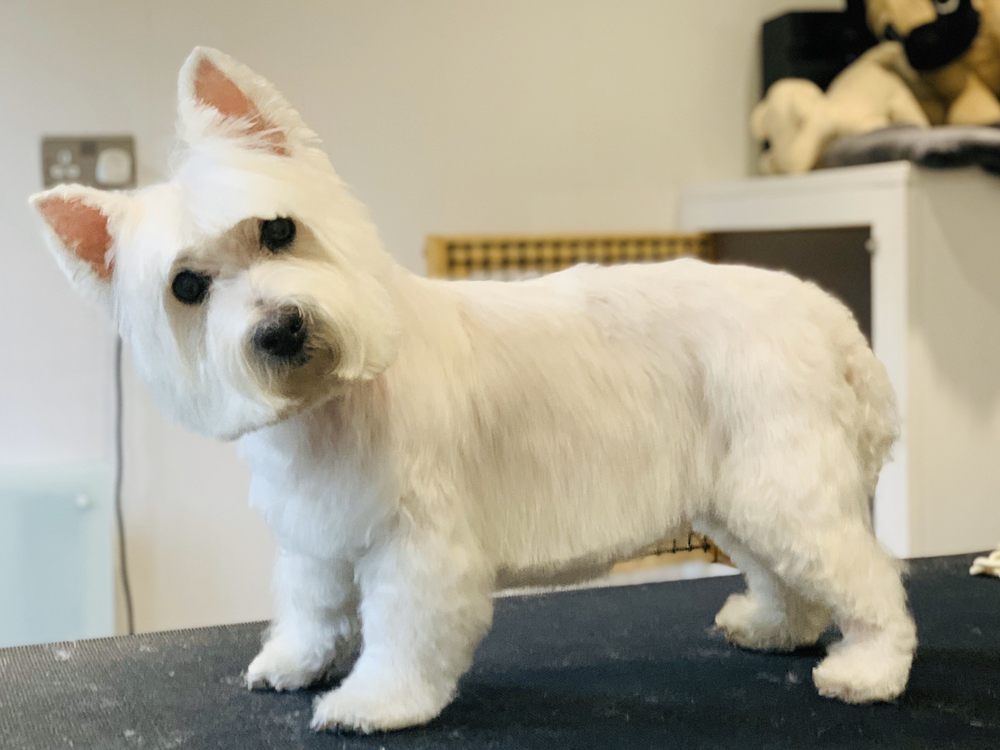 K9 CUTS - Wallace Street, Houghton Le Spring, Tyne and Wear, United ...