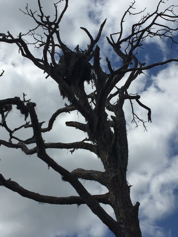 CLEAN CUT TREE SERVICE & STUMP GRINDING - Updated March 2025 - 17 ...