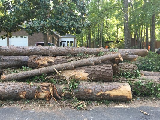 OAK TREE SERVICE - Updated August 2025 - 27 Photos & 11 Reviews ...