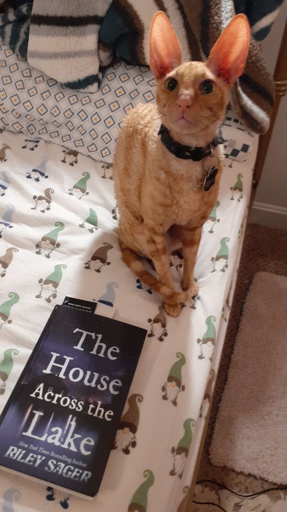 CATTAILS CORNISH REX - Updated September 2025 - Madison, Wisconsin ...