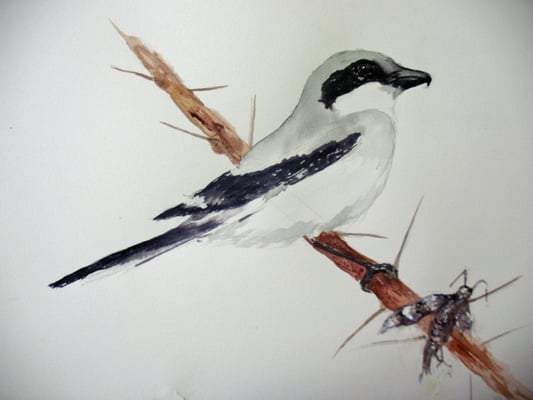 ELIZABETH ELLISON GALLERY - 155 Main St, Bryson City, North Carolina ...