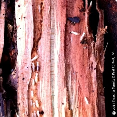 THRASHER TERMITE & PEST CONTROL - Updated October 2025 - 27 Photos ...