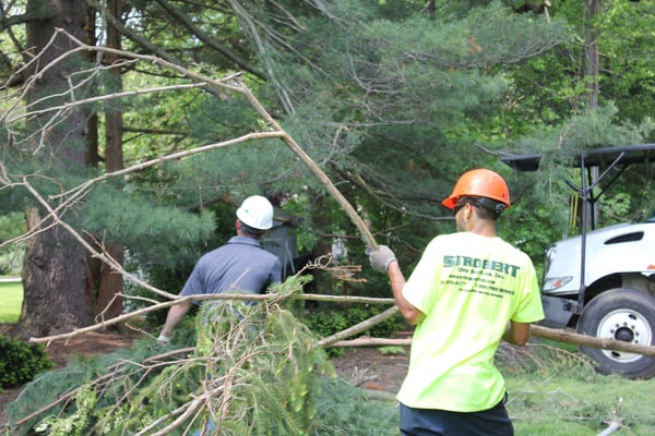 STROBERT TREE SERVICES - Updated July 2025 - 28 Photos & 43 Reviews ...