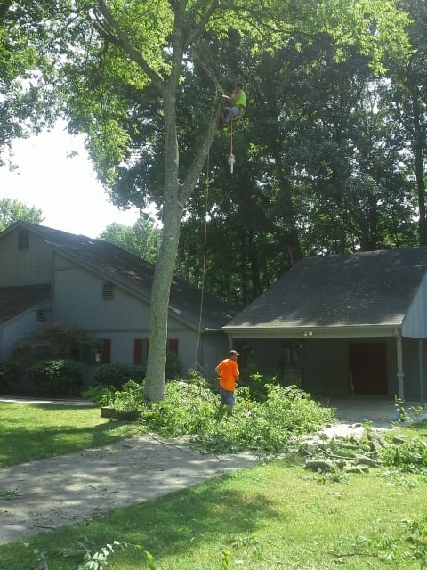 Tree Monkeys Tree Service - Same Day Service Available - Updated April ...