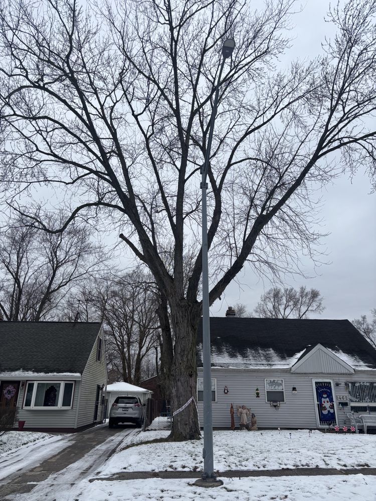 PARADISE TREE SERVICE - Updated December 2025 - 74 Photos - Hammond ...