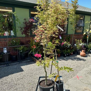 BERKELEY HORTICULTURAL NURSERY - Updated July 2024 - 262 Photos & 200 ...