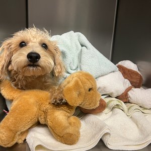 TIMONIUM ANIMAL HOSPITAL - Updated January 2025 - 21 Photos & 55 ...