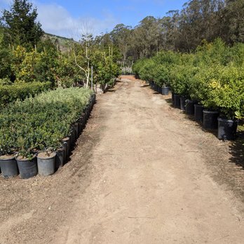 BONGARD’S TREESCAPE NURSERY - Updated December 2025 - 29 Reviews ...