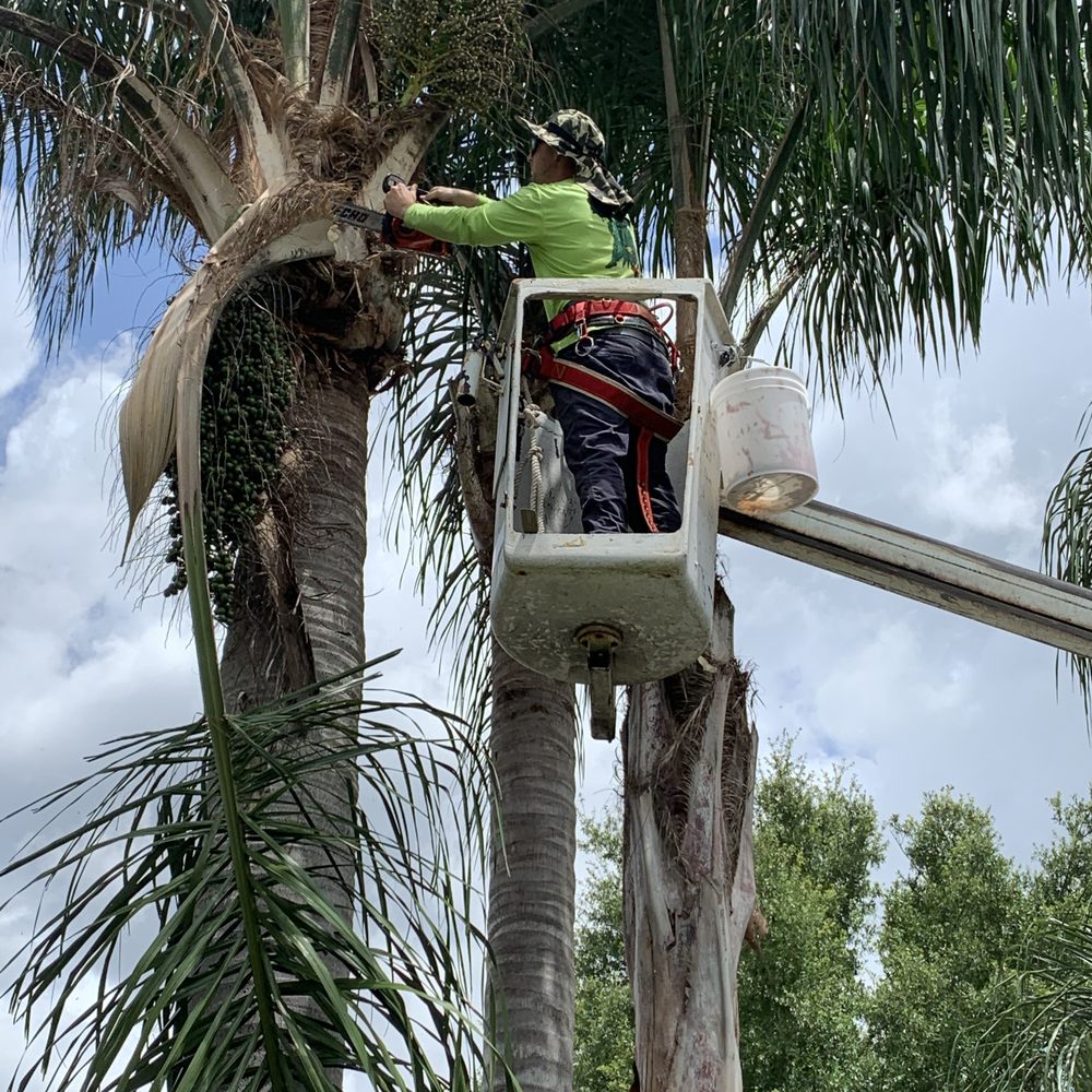 Palm Tree Trimming Machine